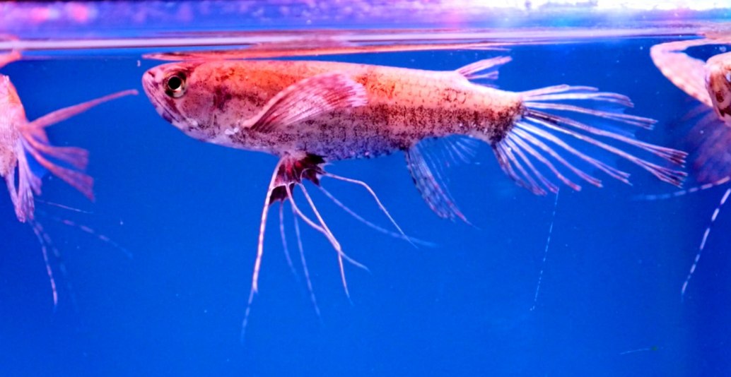 African Butterfly Fish-Pantodon buchholzi