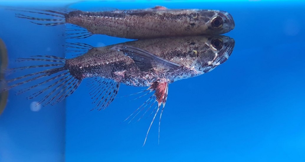 African Butterfly Fish-Pantodon buchholzi