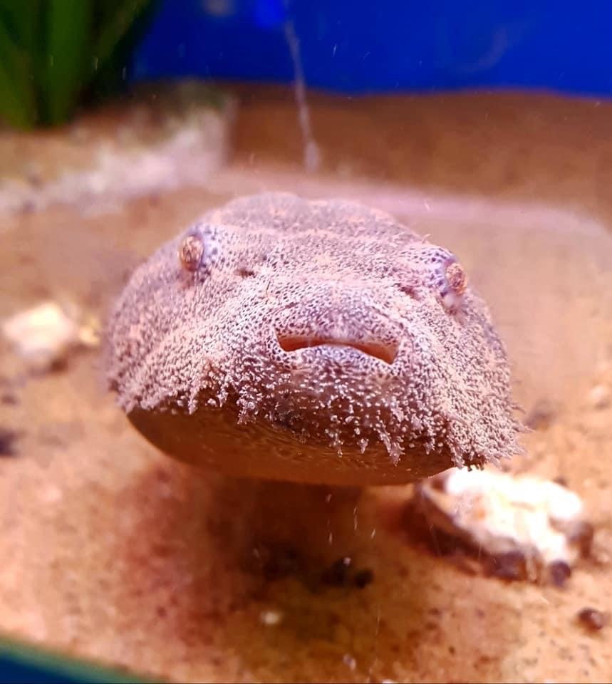 Hairy Puffer-Pao baileyi