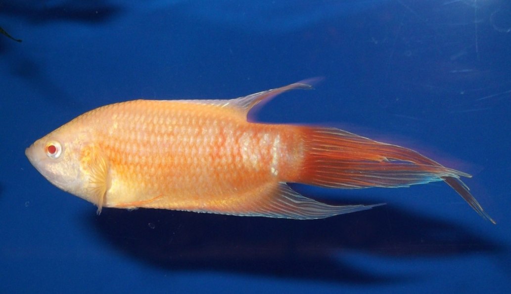 Paradise Fish-Macropodus opercularis