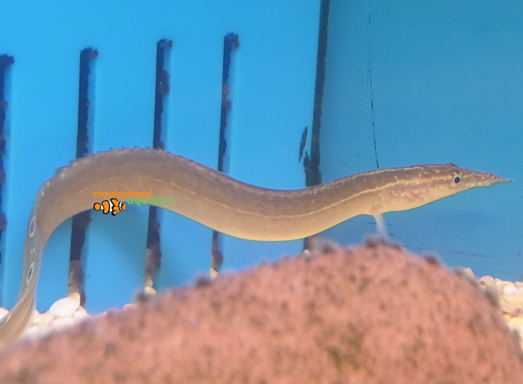 Peacock Spiny Eel-Macrognathus siamensis