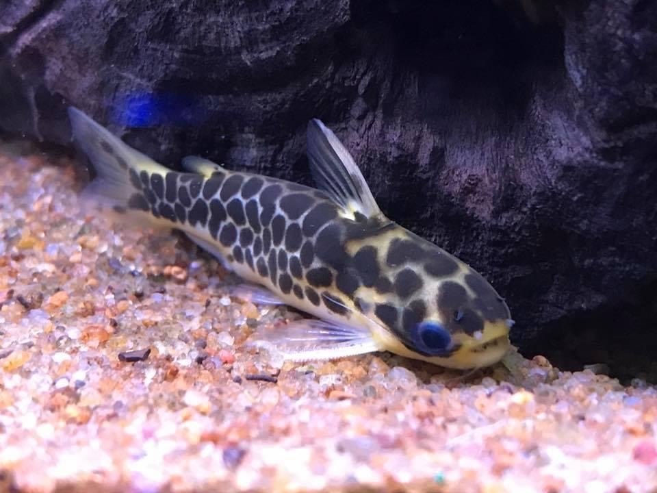 Honeycomb Driftwood Catfish-Centromochlus perugiae