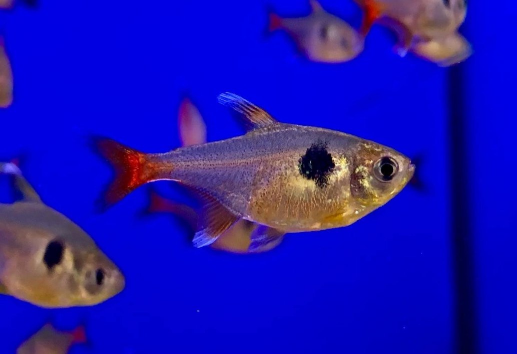 Yellow Phantom Tetra-Hyphessobrycon roseus