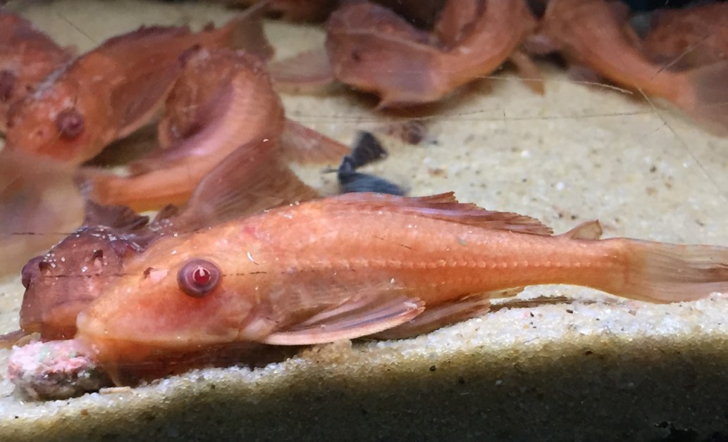 Common Plec-Pterygoplichthys pardalis