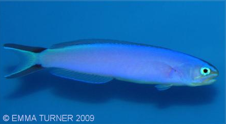 Purple Tilefish-Hoplolatilus purpureus