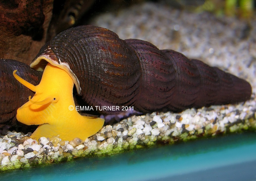 Sulawesi Snail-Tylomelania