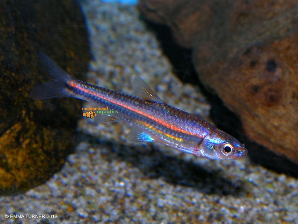 Rainbow Shiner-Notropis chrosomus
