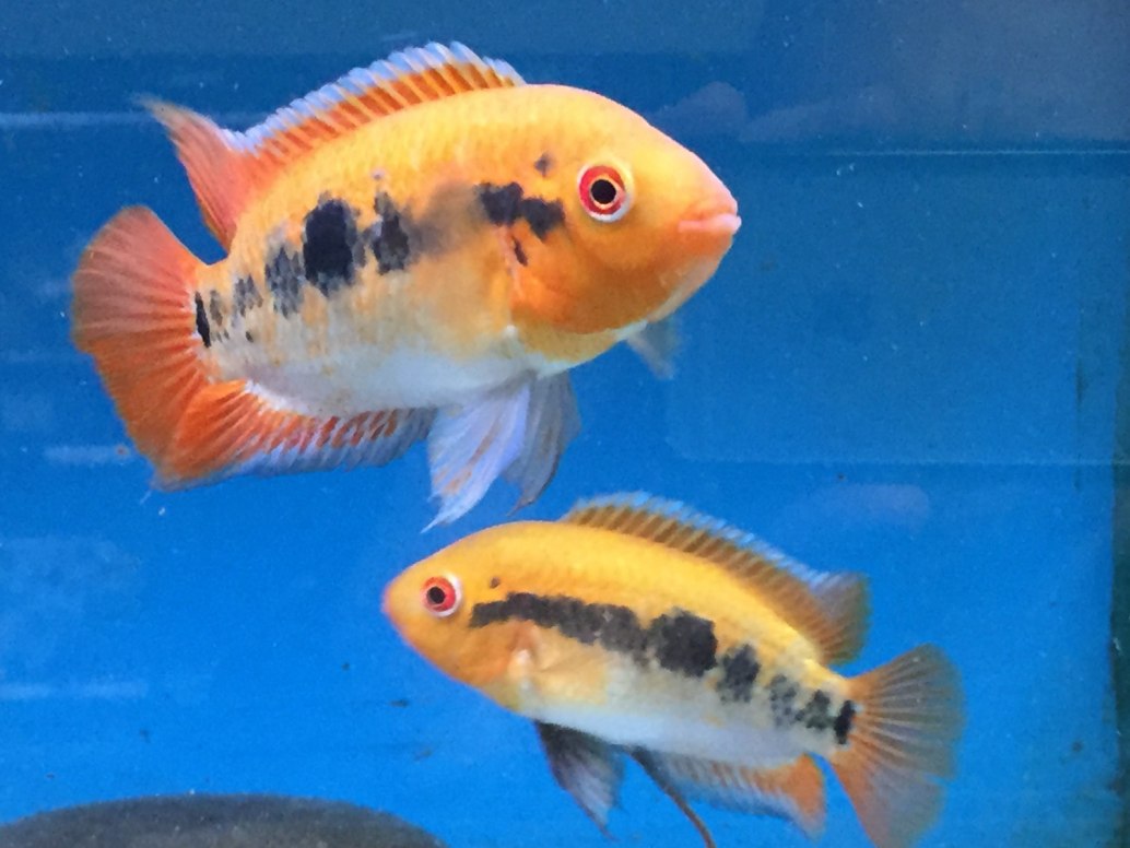 Rainbow Cichlid-Archocentrus multispinosus