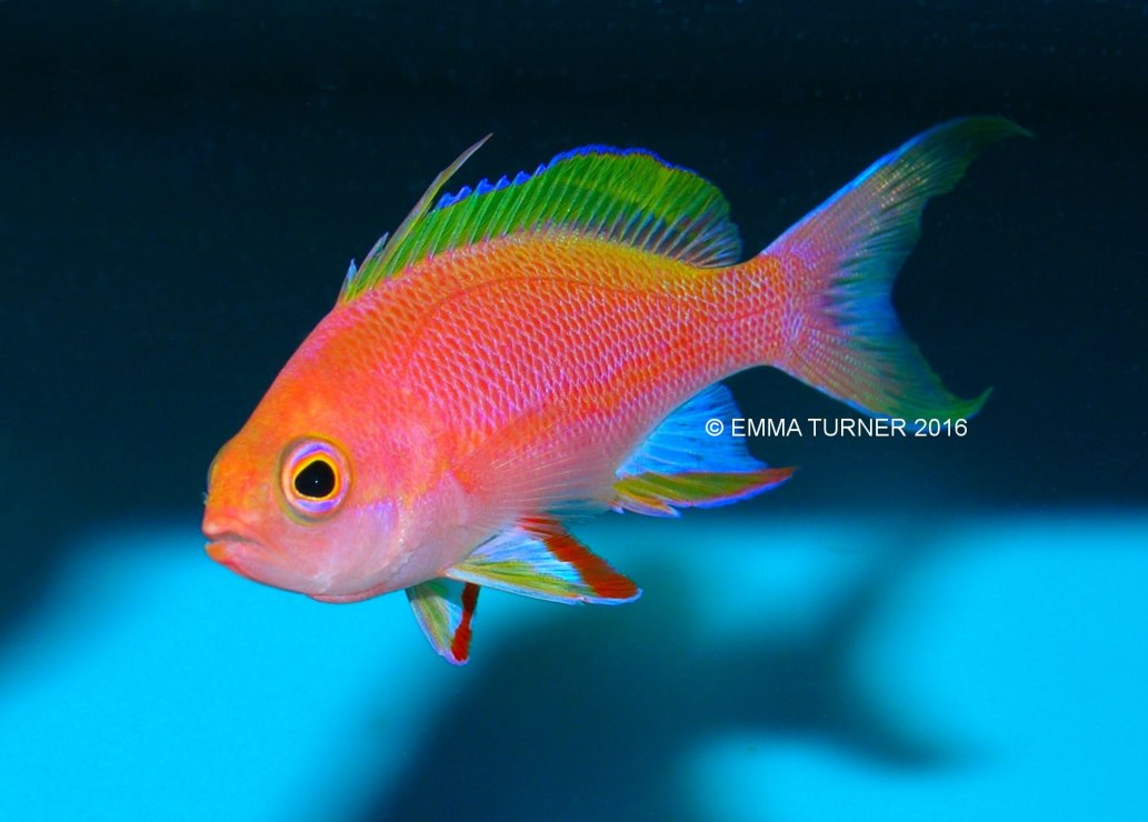 Randall's Anthias-Pseudanthias randalli