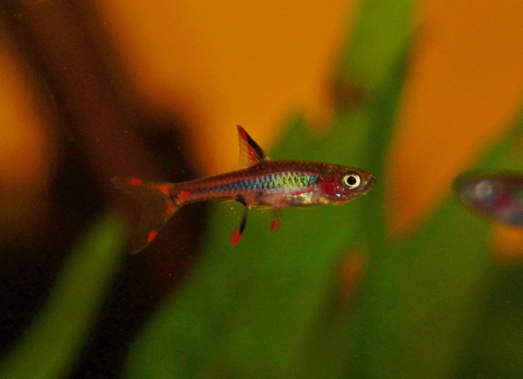 Chilli Rasbora-Boraras brigittae