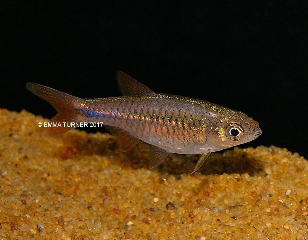 Red Cherry Rasbora-Rasbora lacrimula