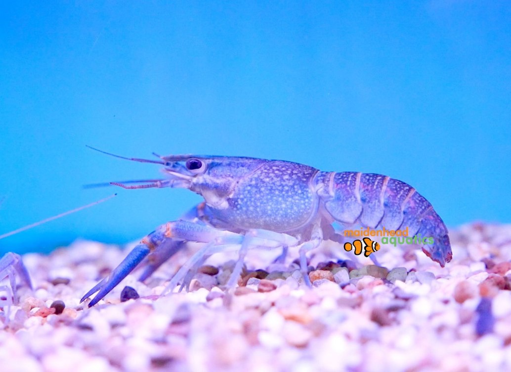 Red-clawed Crayfish-Blue Lobster-Cherax quadricarinatus