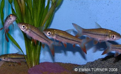 Red Finned Cigar Shark-Leptobarbus rubripinna