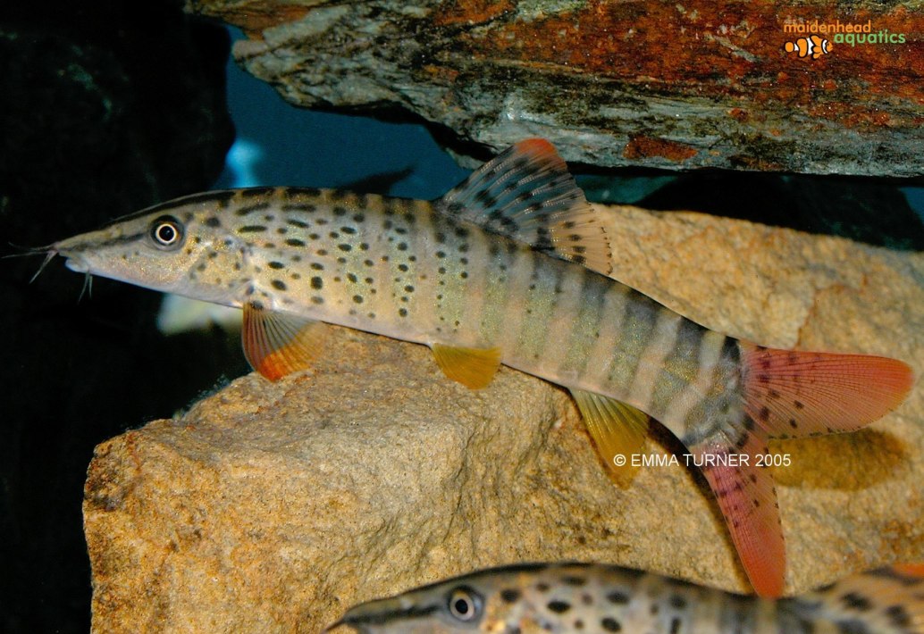 Redfin Peppered Tiger Loach-Syncrossus berdmorei