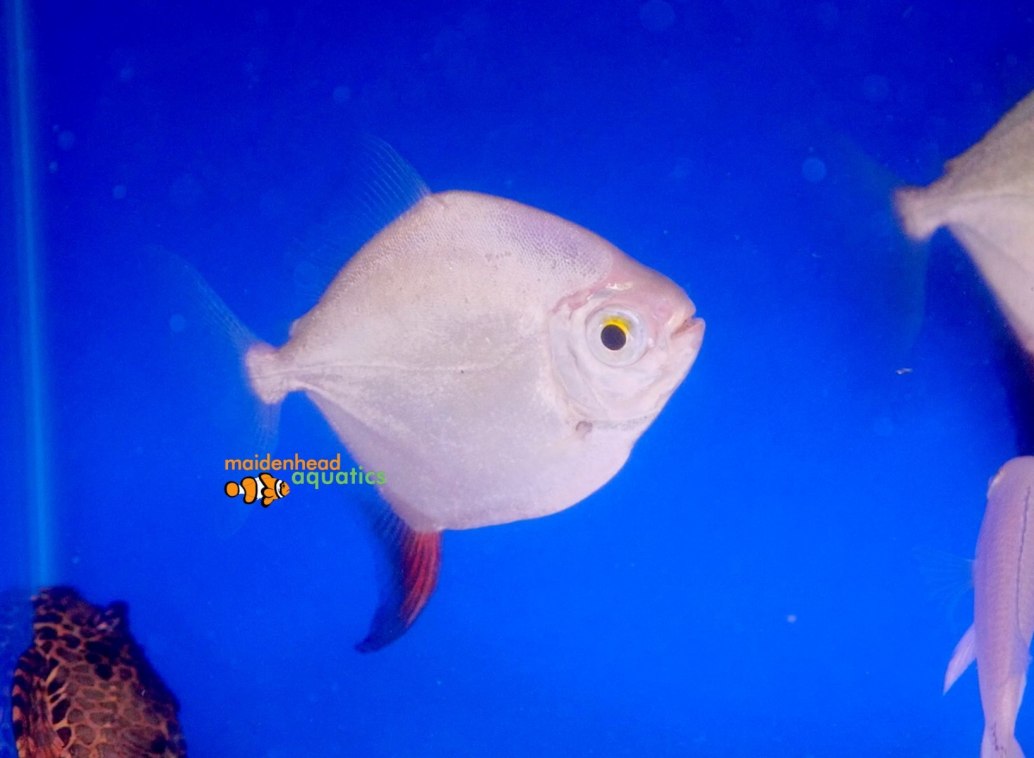 Redhook Myleus-Myloplus rubripinnis