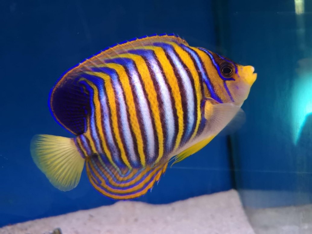Regal Angelfish-Pygoplites diacanthus