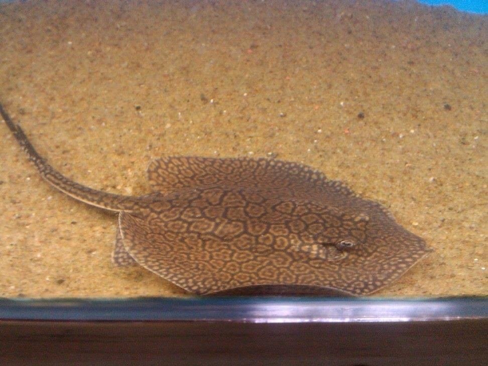 Reticulatus Stingray-Potamotrygon orbignyi