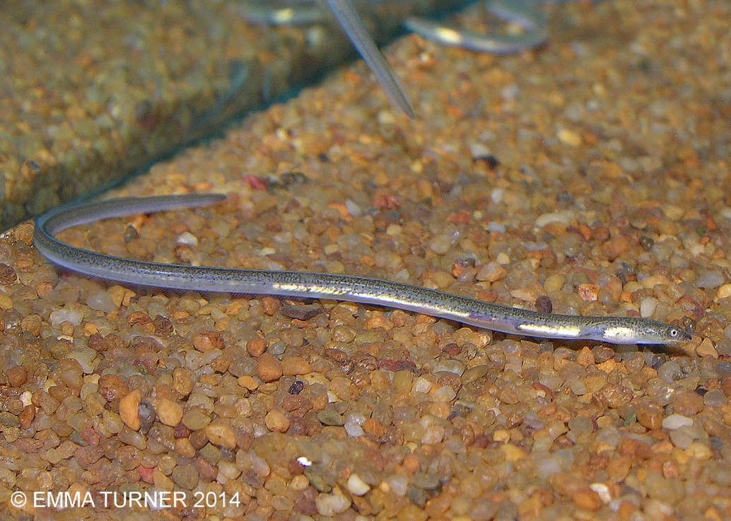 Rice-Paddy Eel-Pisodonophis boro