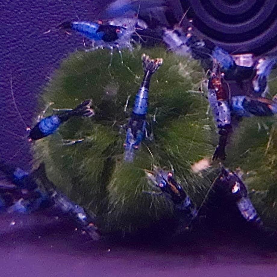 Rili Shrimp - Neocaridina davidi