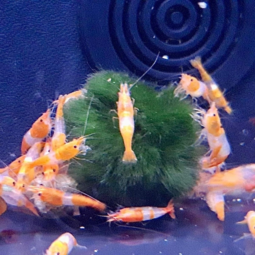 Rili Shrimp - Neocaridina davidi