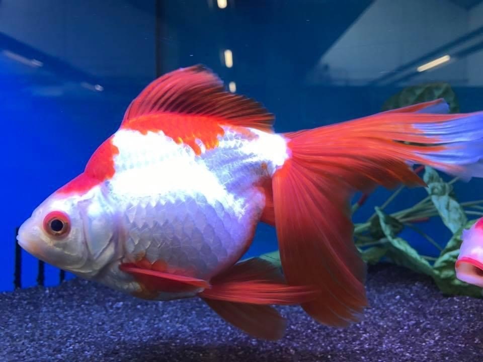 Ryukin-Carassius auratus auratus