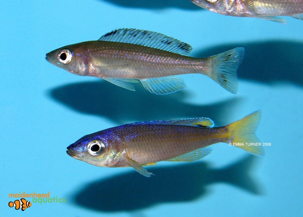 Sardine Cichlid-Cyprichromis leptosoma