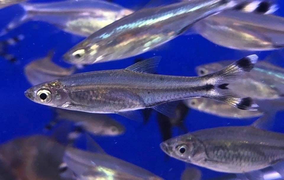 Scissortail Rasbora-Rasbora trilineata