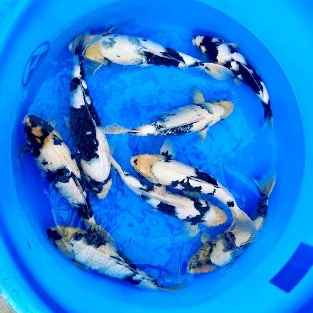 Koi-Cyprinus carpio