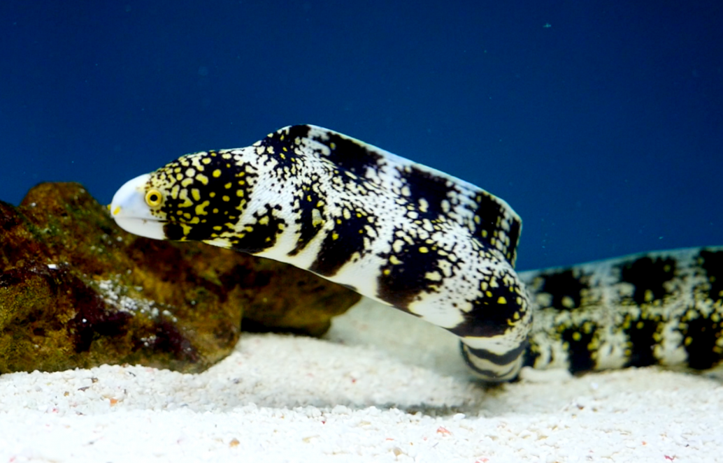 Snowflake Moray Eel-Echidna nebulosa