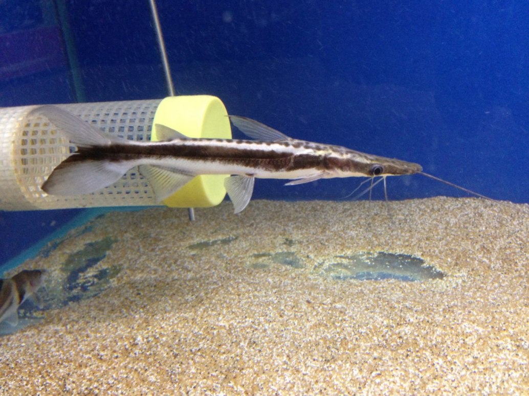 Shovelnose Catfish-Sorubim lima