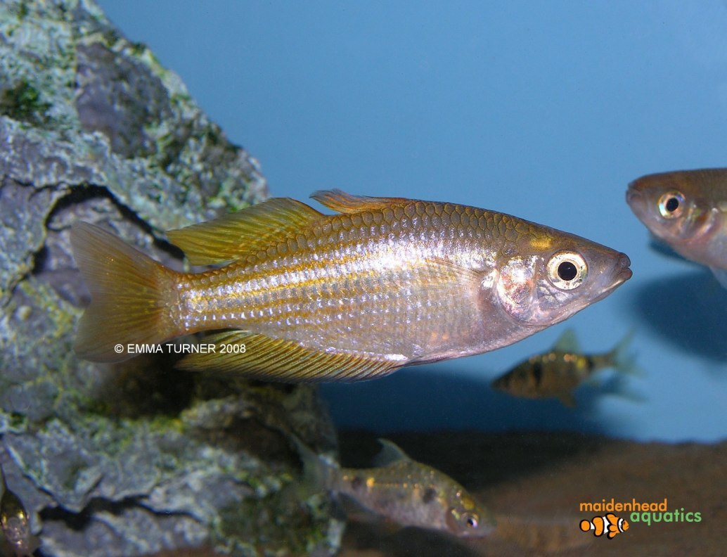 Splendid Rainbowfish-Melanotaenia splendida