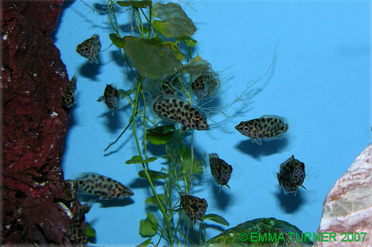 Spotted Climbing Perch-Ctenopoma acutirostre