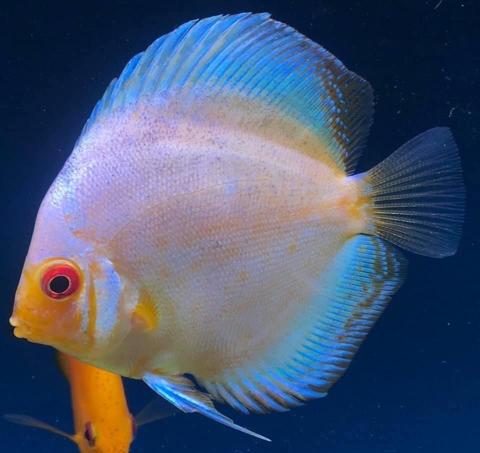 Discus-Symphysodon