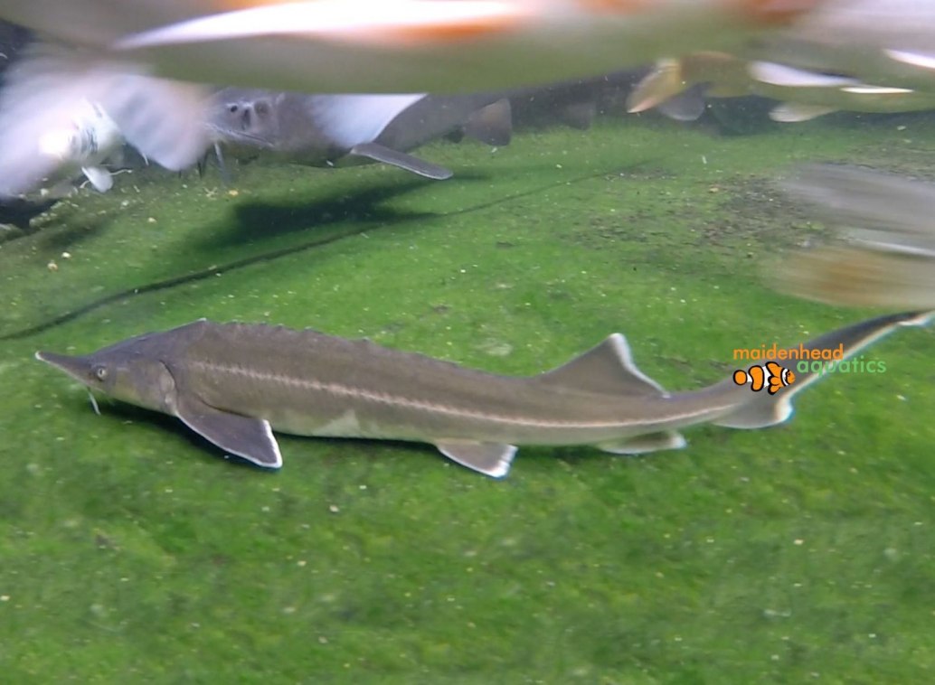 Sterlet-Acipenser ruthenus