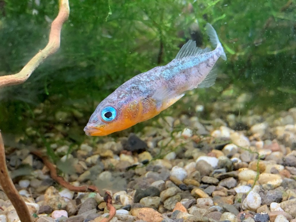 Stickleback-Gasterosteus aculeatus