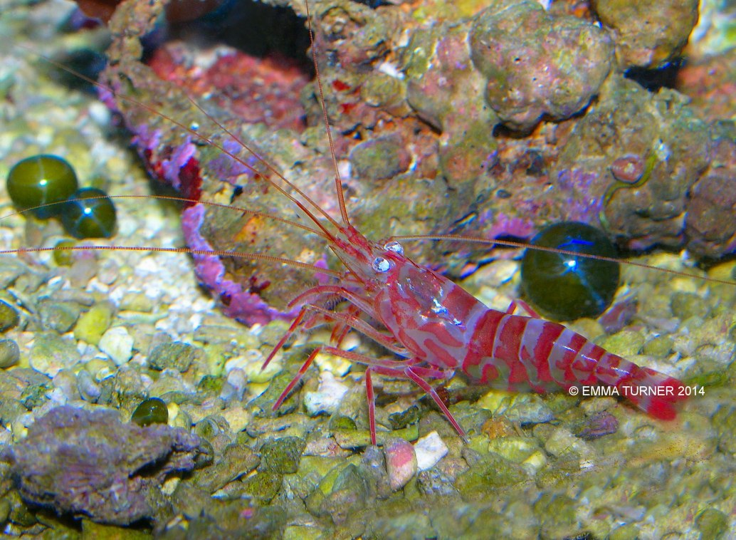 Striped Shrimp-Lysmata kuekenthali