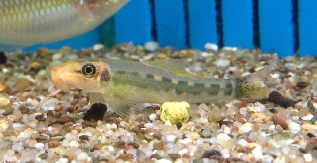Sucking Loach-Gyrinocheilus aymonieri