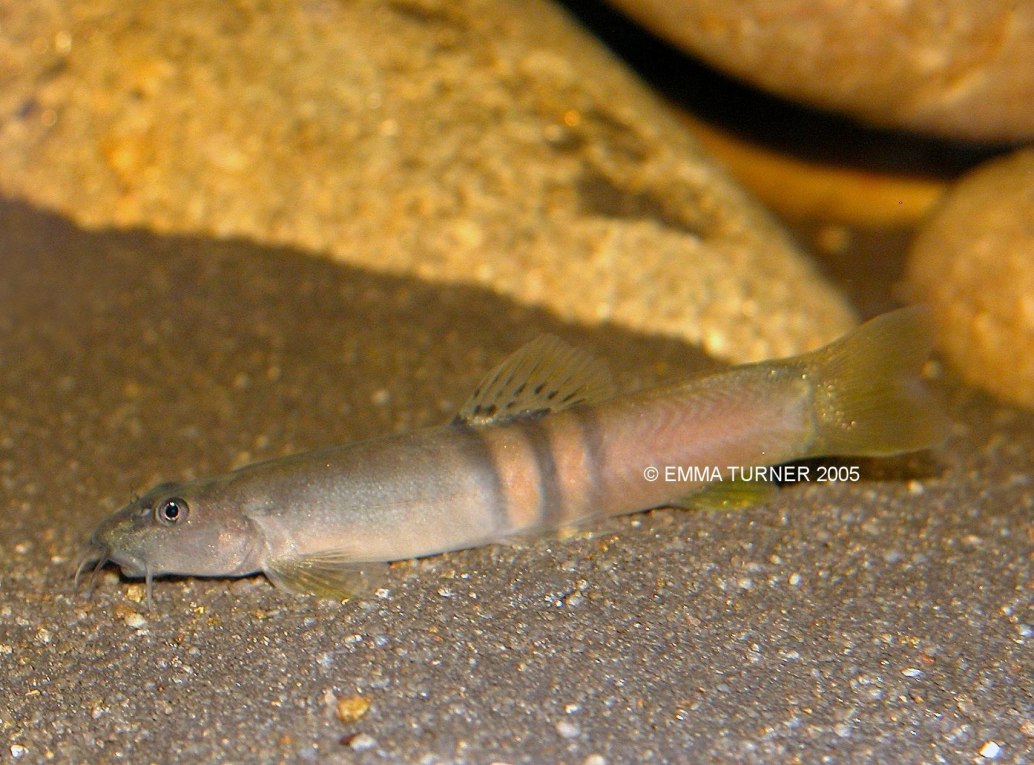 Sumo Loach-Schistura balteata