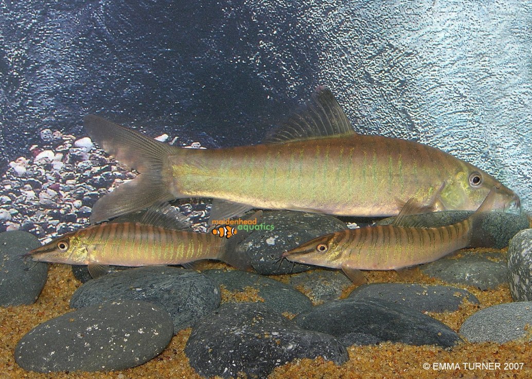 Green Tiger Loach-Syncrossus hymenophysa