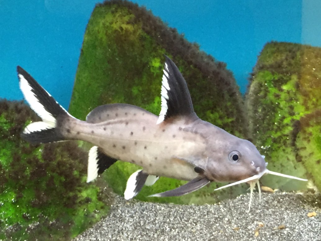 Granulosus Catfish-Synodontis granulosus