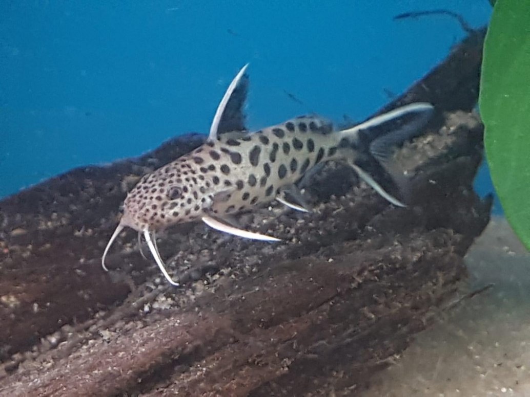 Petricola Catfish-Synodontis petricola