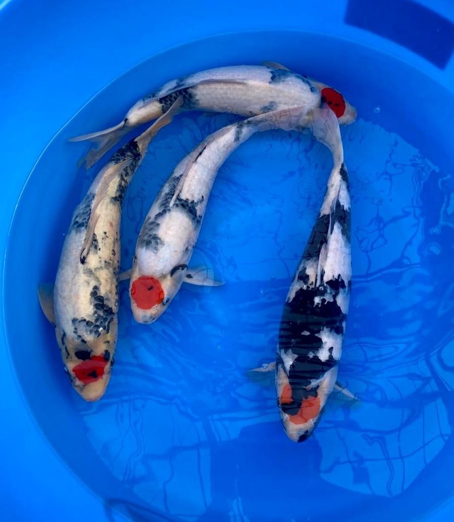 Koi-Cyprinus carpio