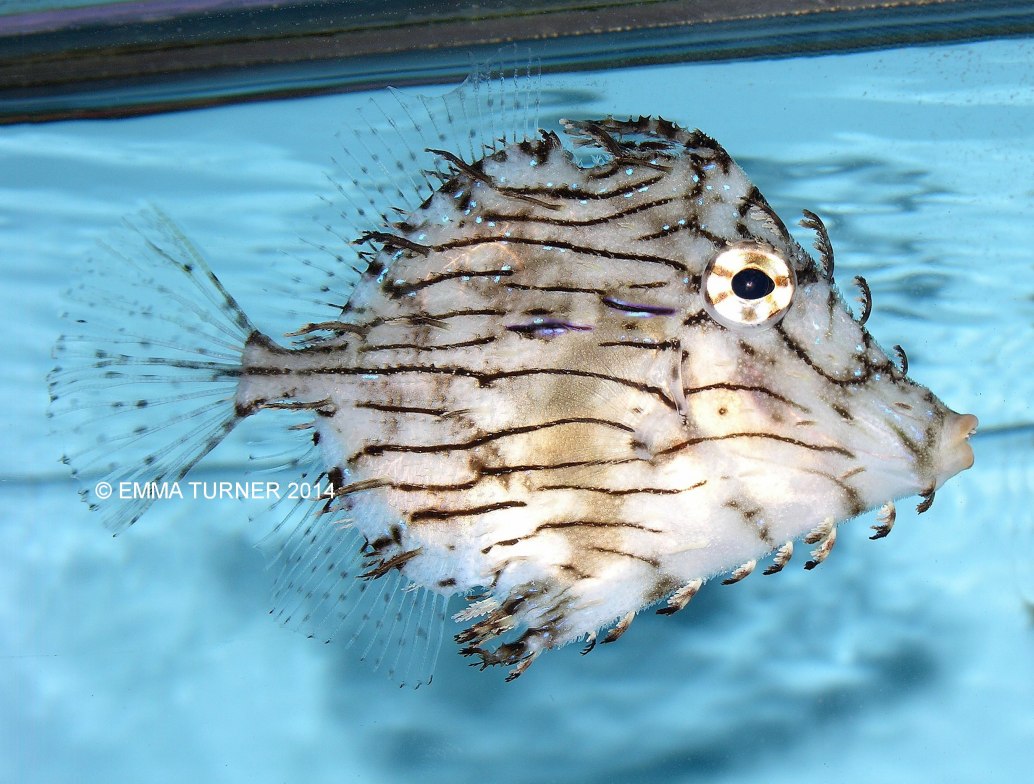 Tasselled Filefish-Chaetodermis penicilligerus