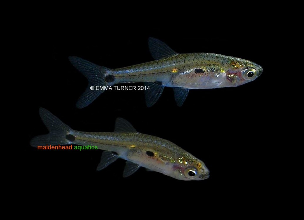 Three Spotted Dwarf Rasbora-Boraras micros