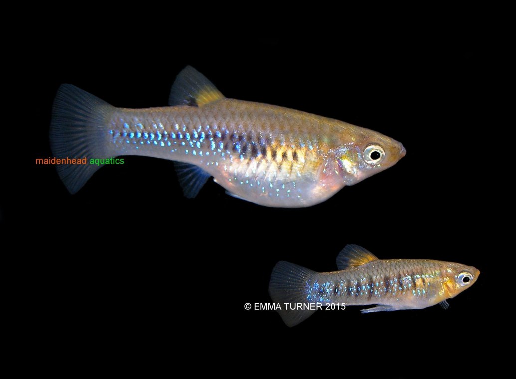 Tiburon Limia-Limia tridens