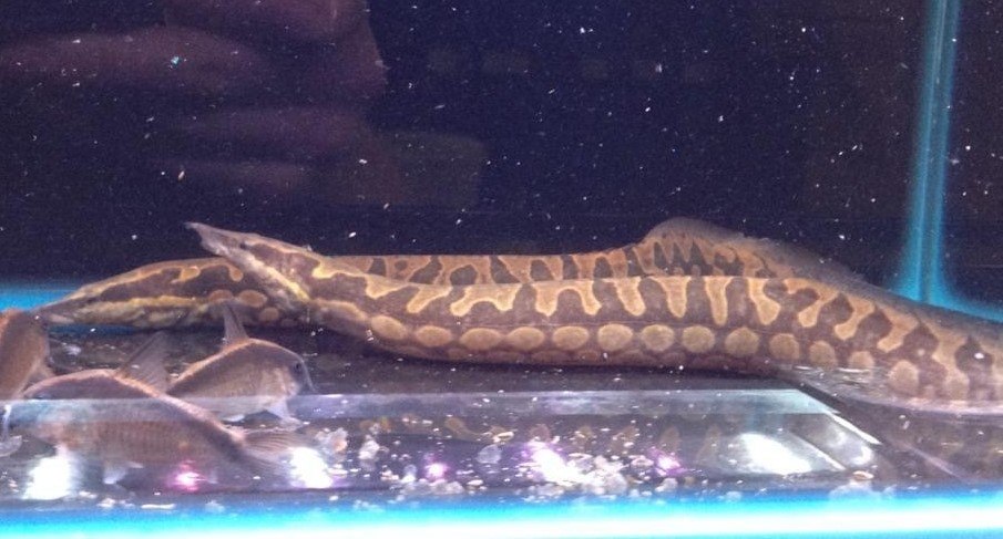 Tyre Track Eel-Mastacembelus armatus