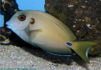 Vampire Tang-Acanthurus tennentii
