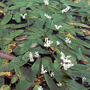 Water Hawthorn-Aponogeton distachyos