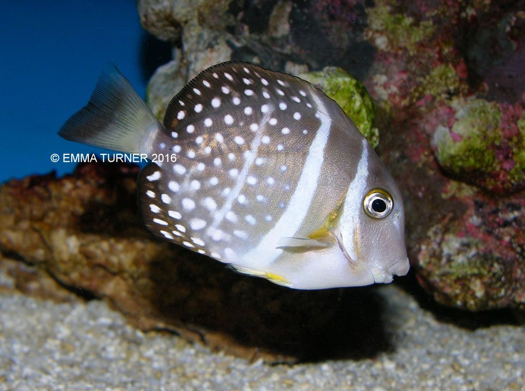 Whitespotted Tang-Acanthurus guttatus