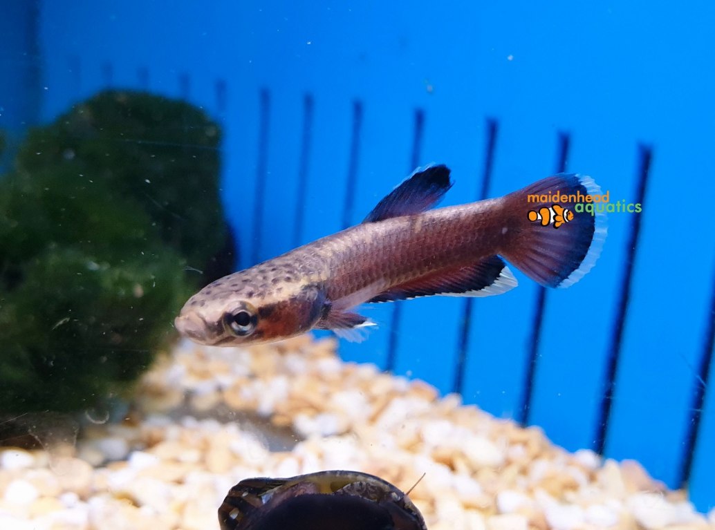 White-seam Betta-Betta albimarginata